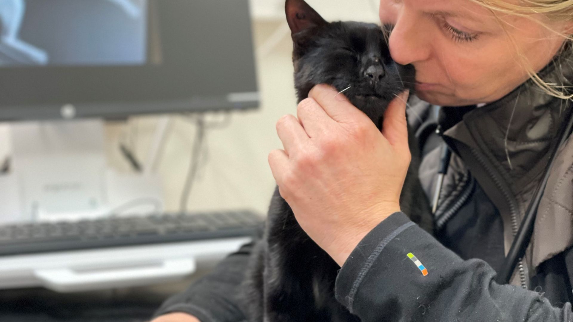 Kat skudt og efterladt | Dyrenes Beskyttelse